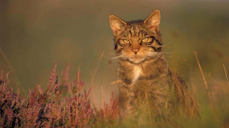 {video} Pisica sălbatică în Parcul Naţional Semenic- Cheile Carașului ...