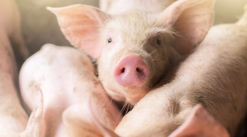 În fiecare an, la data de 20 decembrie, românii sărbătoresc ziua de ...