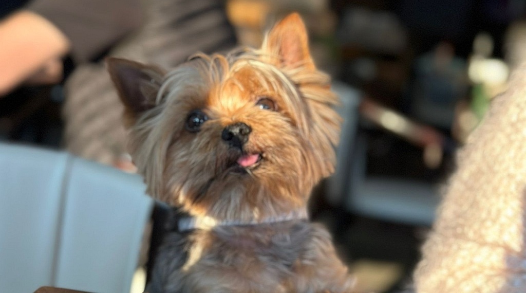 Pierdut cățel Yorkshire terrier – Banat FM | sound factory