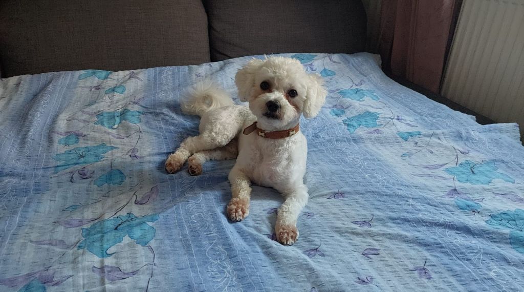 Probleme pentru animale cauzate de petarde! Animalele de companie ...