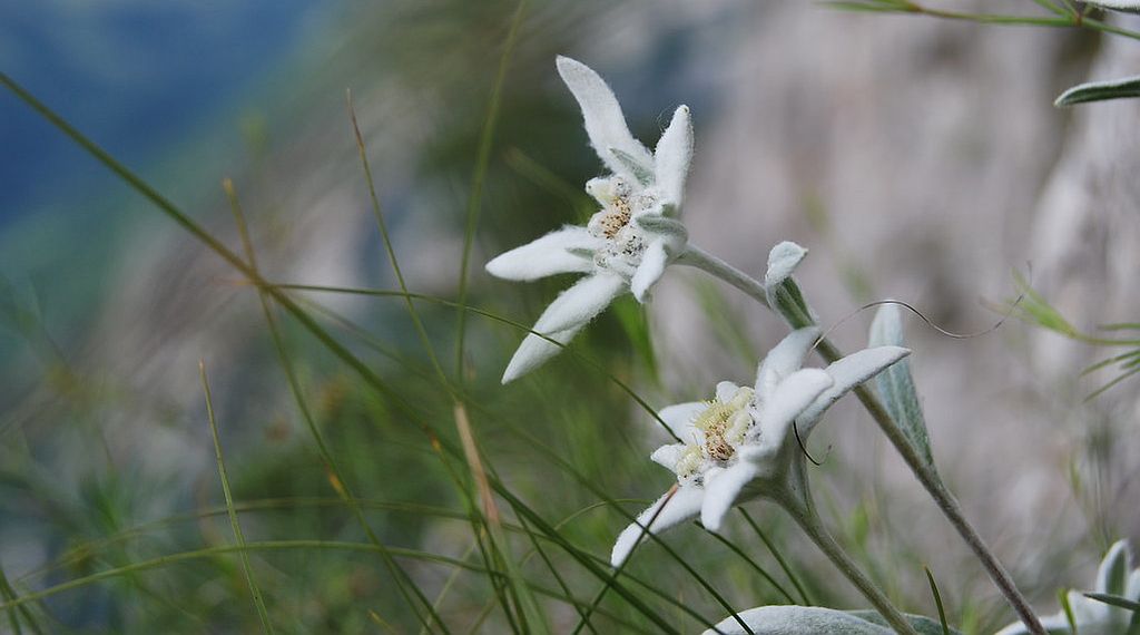 Ziua Florii de colţ – Banat FM | sound factory